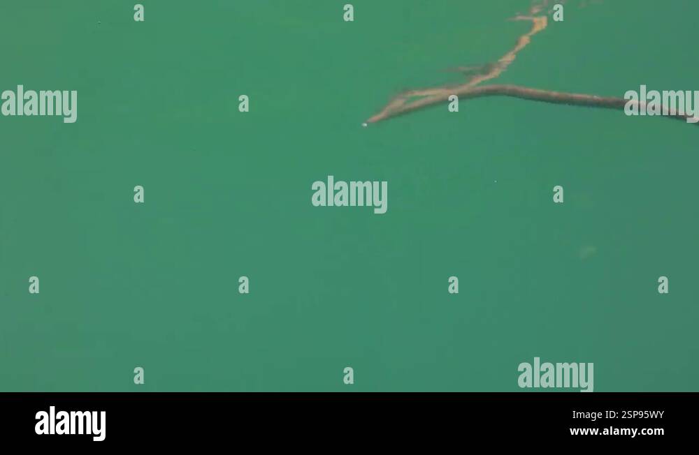 Snake column Stock Videos & Footage - HD and 4K Video Clips - Alamy