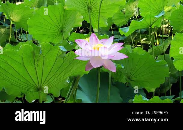 Giant lotus flower Stock Videos & Footage - HD and 4K Video Clips - Alamy