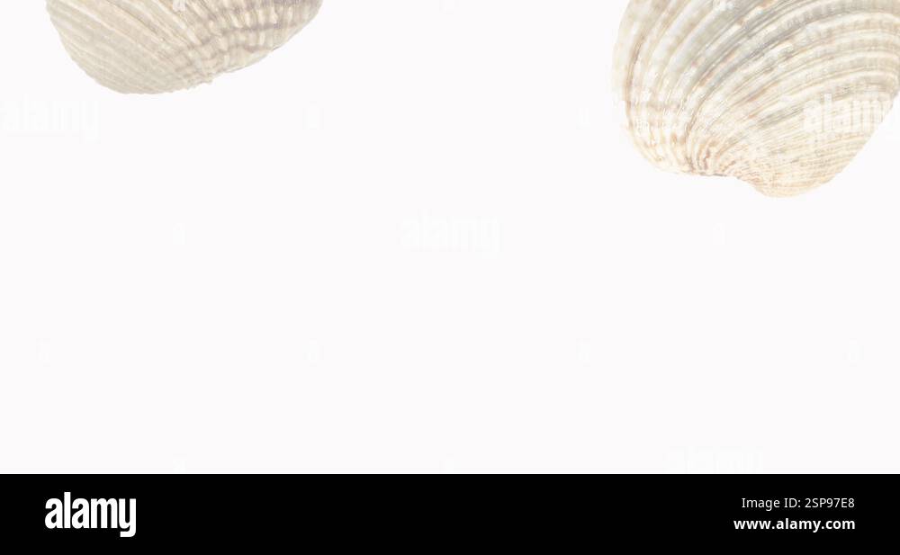 Clam venus verrucosa shells Stock Videos & Footage - HD and 4K Video ...