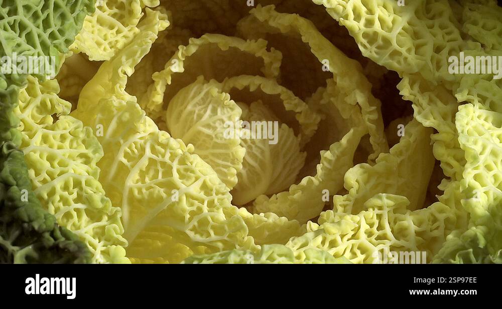 Cabbage white green vegetable Stock Videos & Footage - HD and 4K Video ...