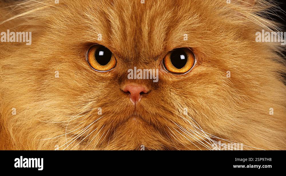 Red Self Persian Domestic Cat laying against Black Background, Real ...
