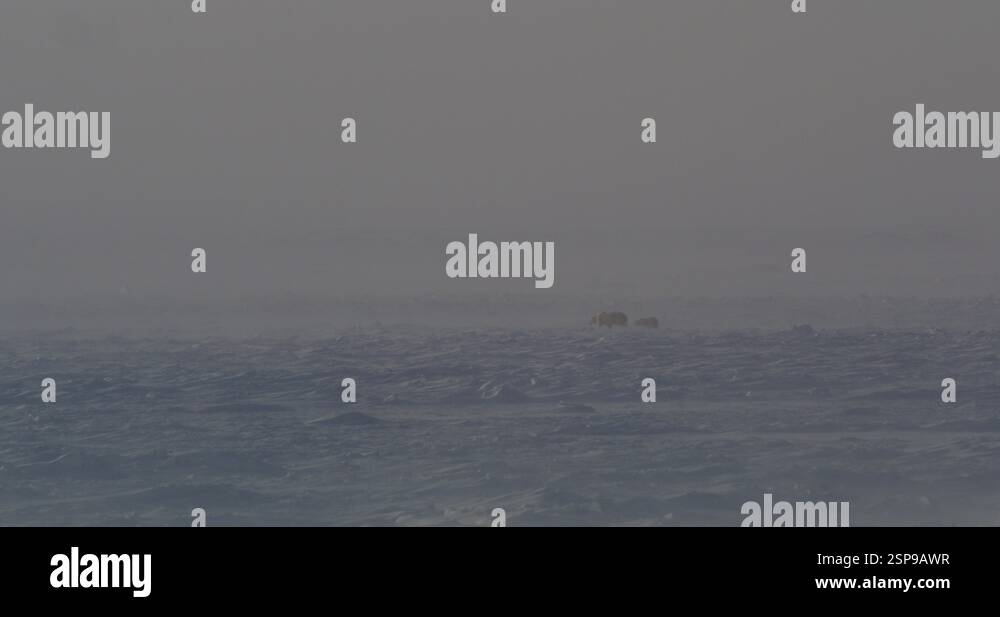 Mother polar bear and cub walk through blizzard blown snow sea ice ...