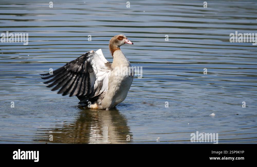 Goose with flapping wings Stock Videos & Footage - HD and 4K Video ...