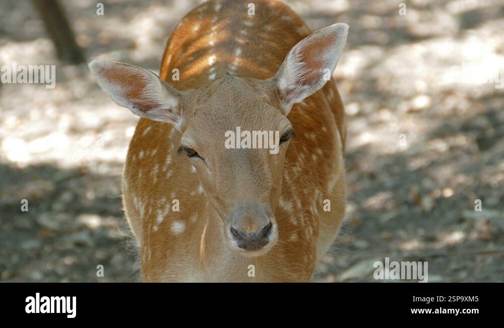 Deer face Stock Videos & Footage - HD and 4K Video Clips - Alamy
