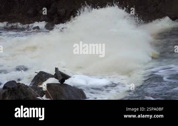 A powerful river current collides with stones in its path, generating ...