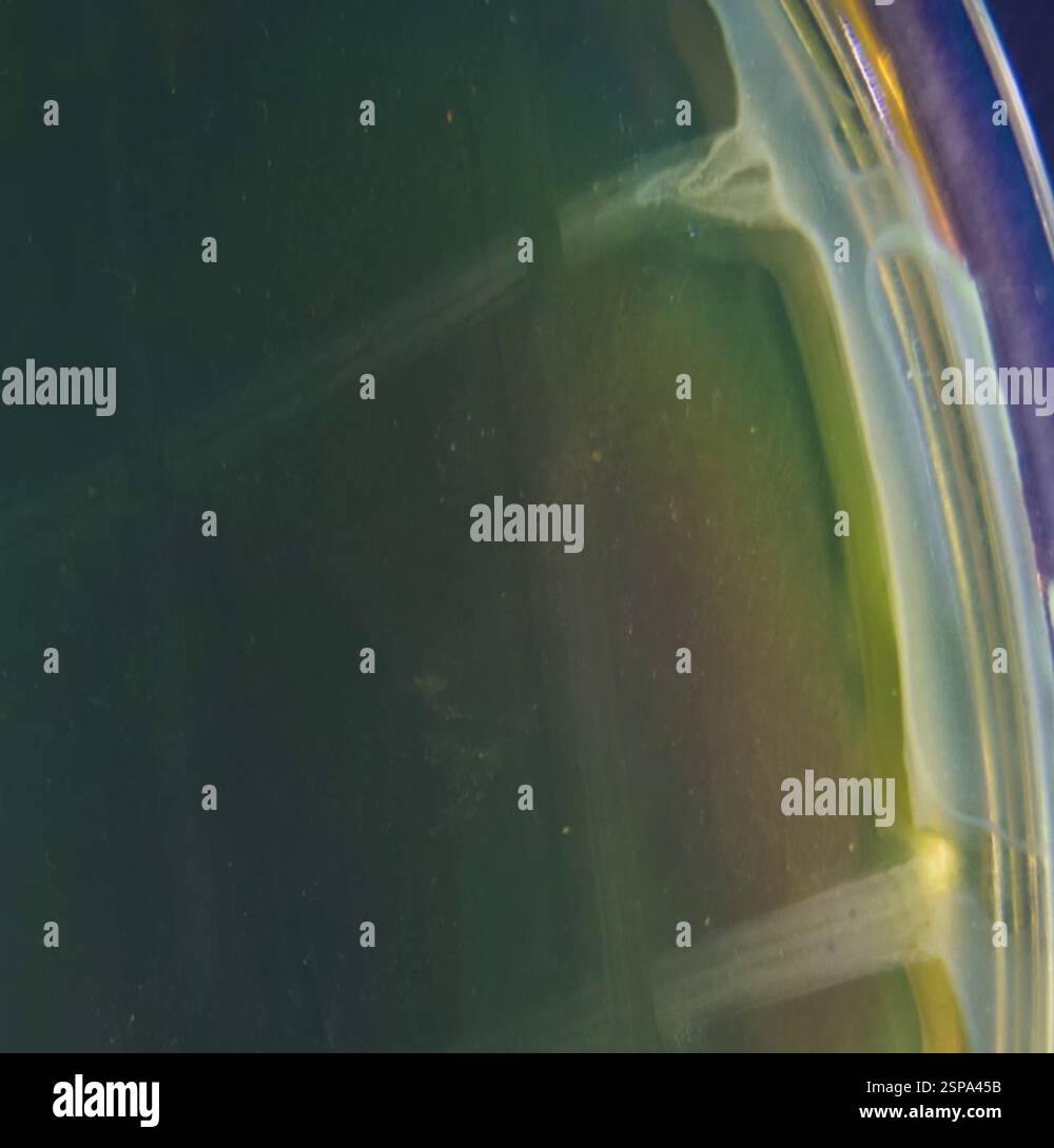 Food hygiene inspection Stock Videos & Footage - HD and 4K Video Clips ...