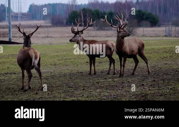 Three deer with antlers stand on a grassy field with patches of dirt ...