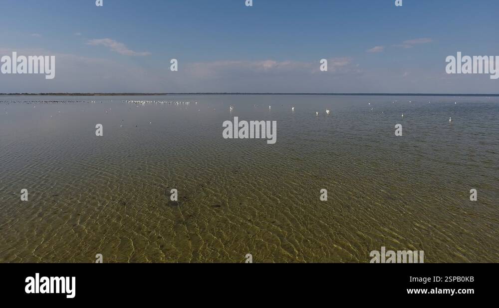 Aerial view a flock of swans that swim in the shallow bay ocean 4k ...