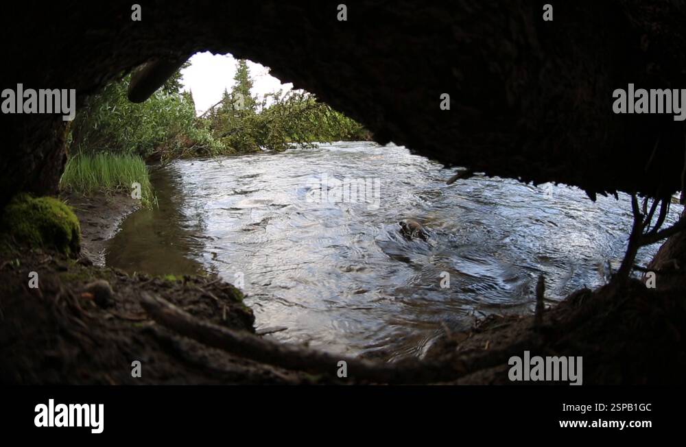 Fish tree roots Stock Videos & Footage - HD and 4K Video Clips - Alamy