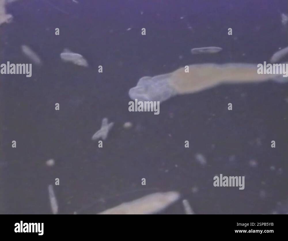Planaria microscope Stock Videos & Footage - HD and 4K Video Clips - Alamy