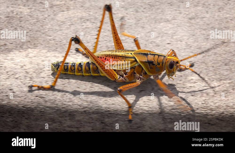 Eastern lubber grasshopper everglades Stock Videos & Footage - HD and ...