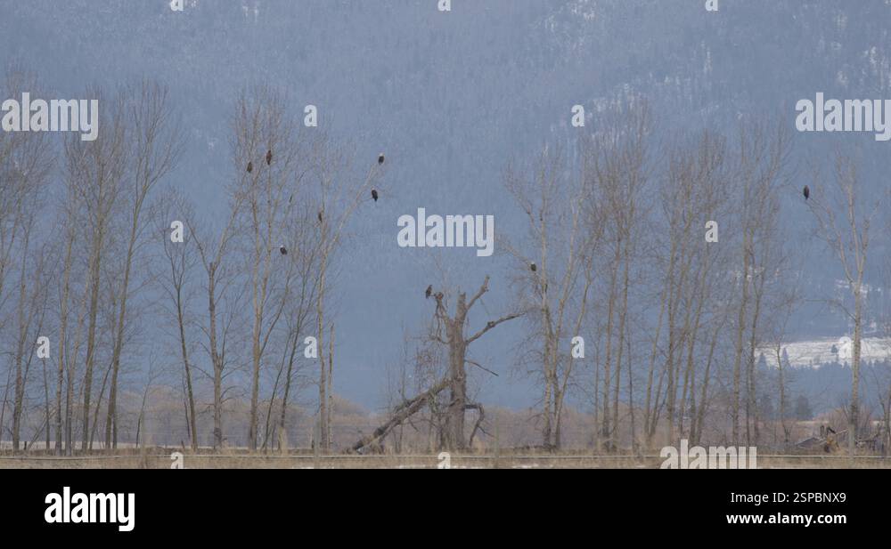 Nine trees Stock Videos & Footage - HD and 4K Video Clips - Alamy