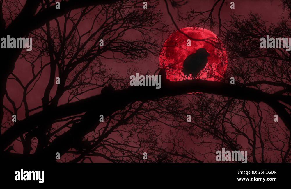 Raven full moon Stock Videos & Footage - HD and 4K Video Clips - Alamy