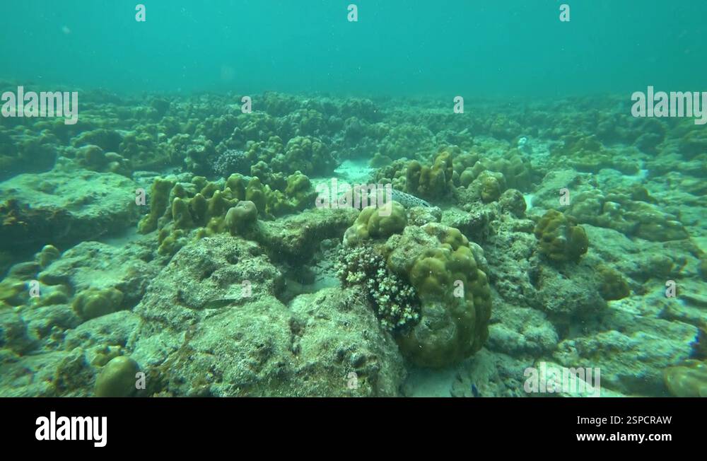 Corals and fish in the Andaman Sea, Thailand, 4k Stock Video Footage ...