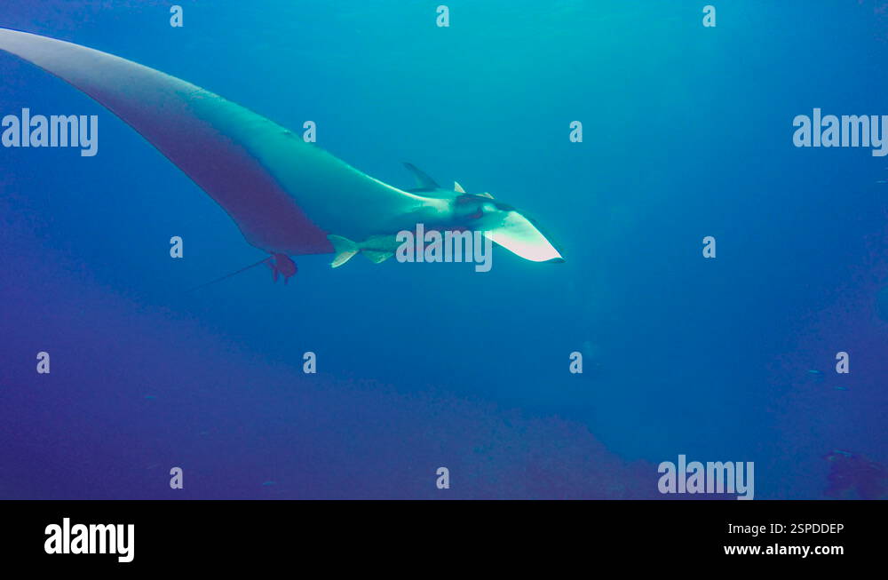 Great dive with large manta rays in Socorro island Stock Video Footage ...