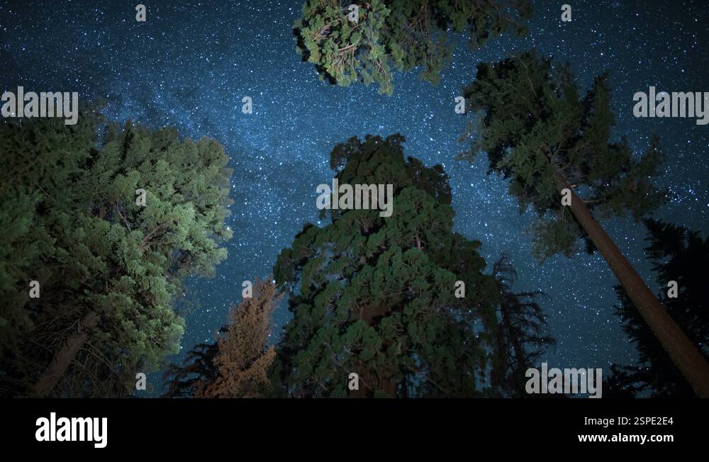 Sequoia Tree & Milky Way Galaxy in Grant Grove Kings Canyon Tilt Down Stock Video Footage - Alamy