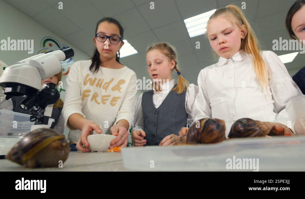 Biology of snails Stock Videos & Footage - HD and 4K Video Clips - Alamy