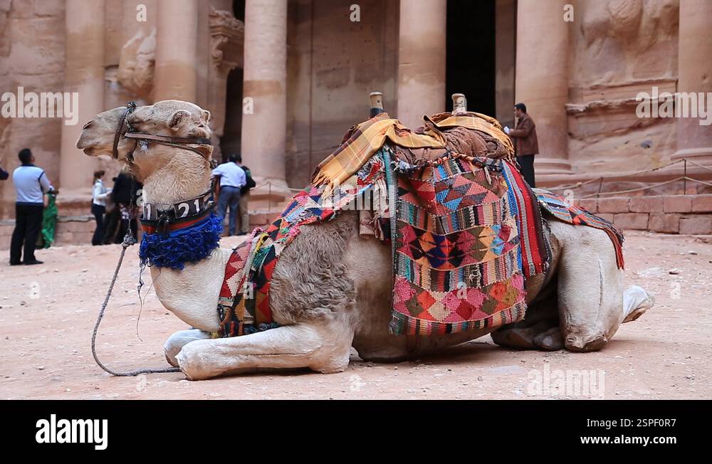 People and camel near Al Khazneh or the Treasury at Petra in Jordan ...