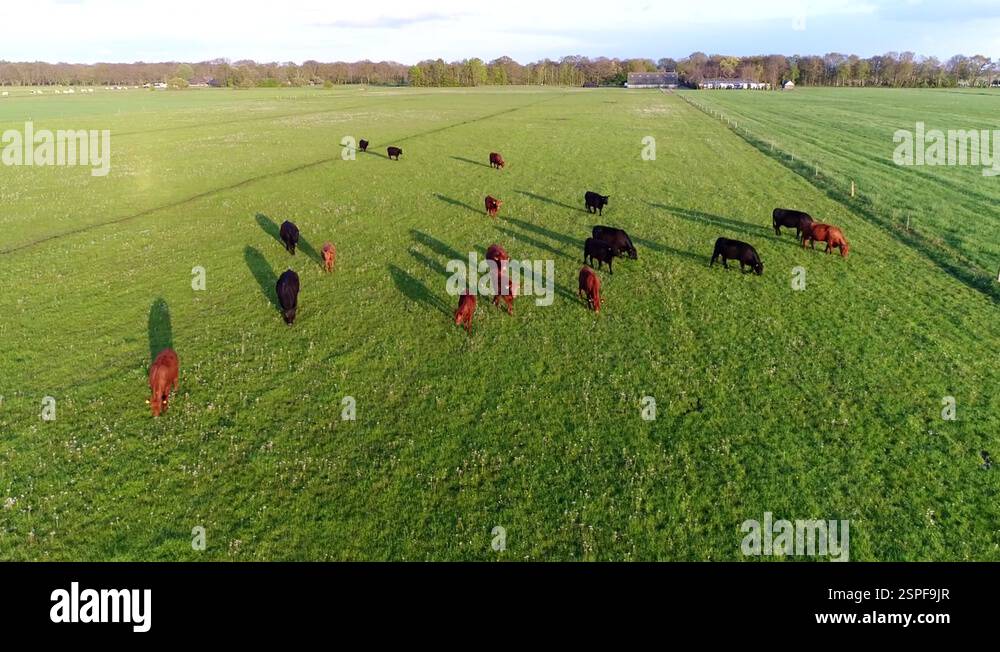 Aerial bird eye footage of Aberdeen Angus Cattle group of livestock ...