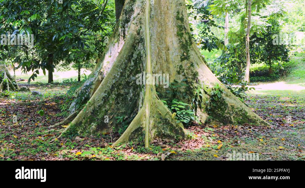 Two children running around tree Stock Videos & Footage - HD and 4K ...