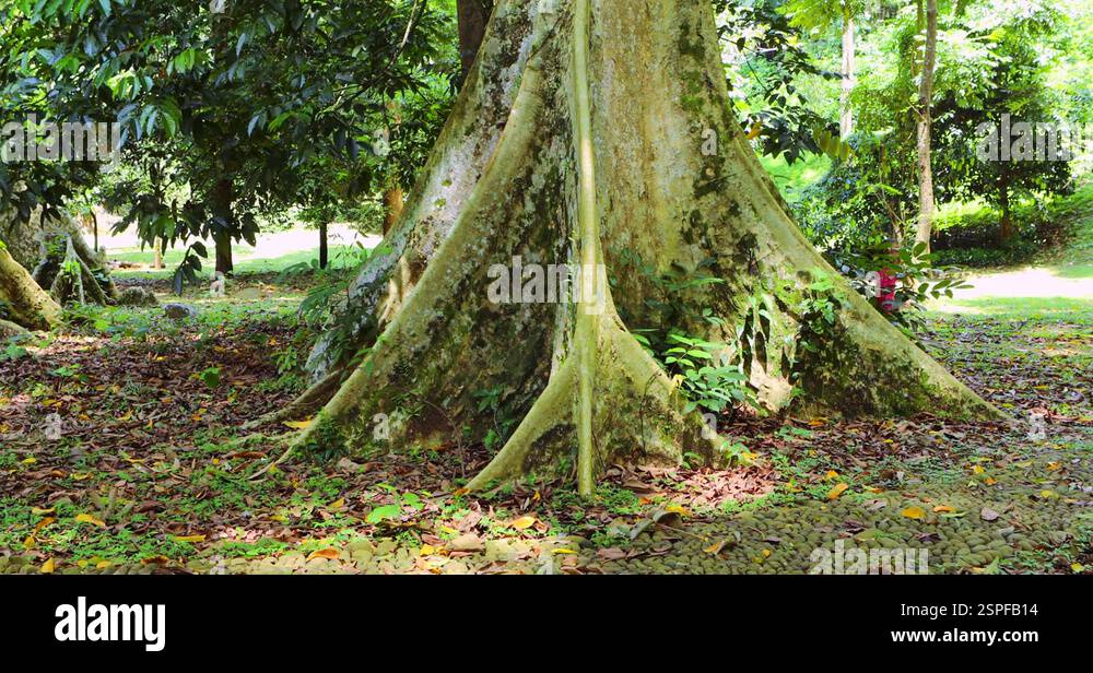 Children mother running around tree Stock Videos & Footage - HD and 4K ...
