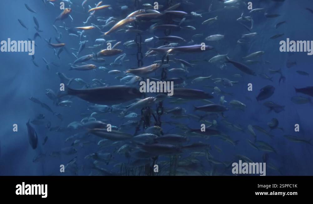 Fish in circular tank revolving around set of chains Stock Video ...