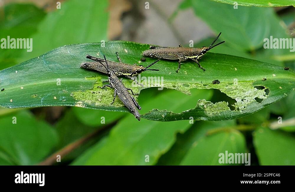 Grasshopper bite Stock Videos & Footage - HD and 4K Video Clips - Alamy