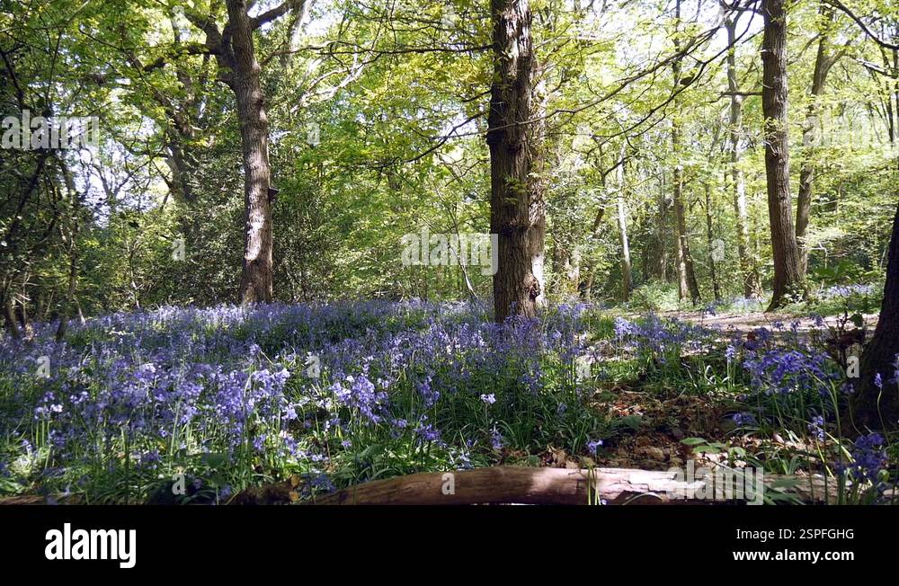 Bluebell wood. Selsdon Woods. Hyacinthoides non-scripta Stock Video ...