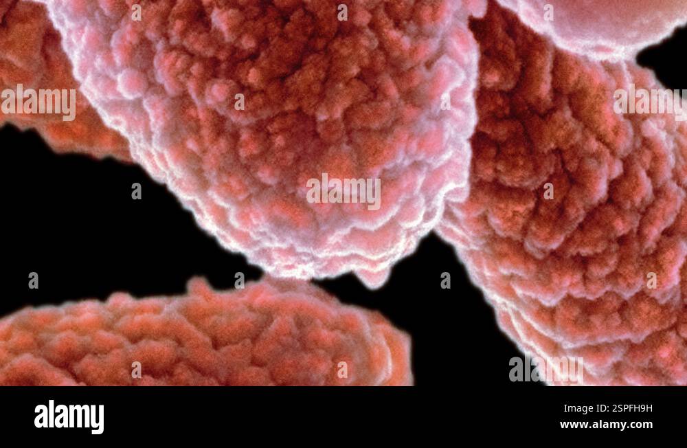 Bacterial conjugation pilus Stock Videos & Footage - HD and 4K Video Clips - Alamy