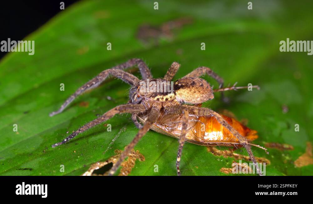 Spider eating cockroach Stock Videos & Footage - HD and 4K Video Clips ...