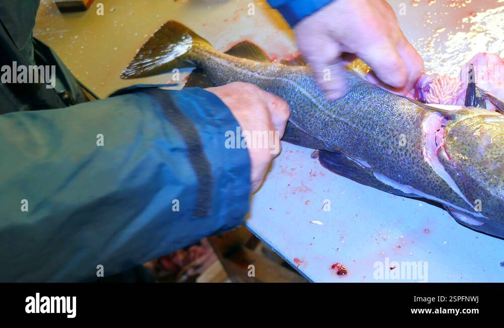 Sharp dorsal Stock Videos & Footage - HD and 4K Video Clips - Alamy