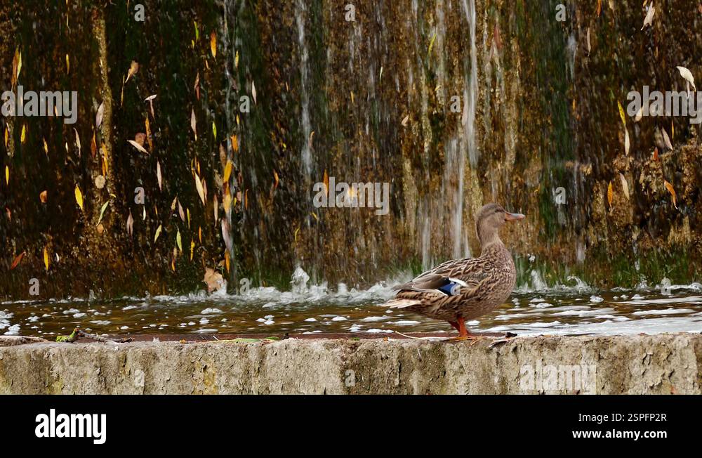 Artificial waterfall background Stock Videos & Footage - HD and 4K ...