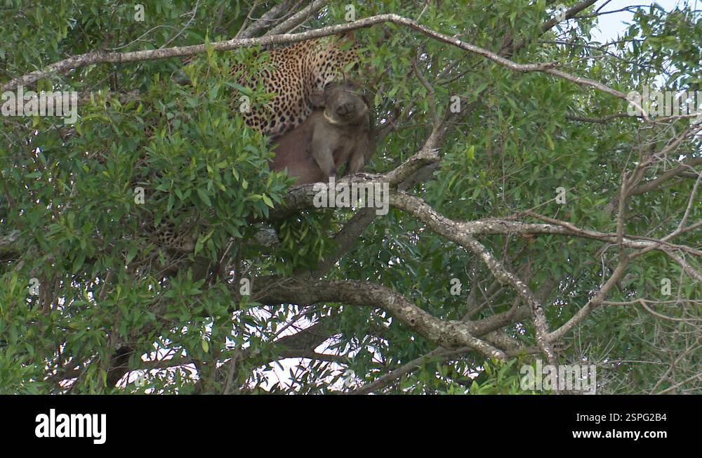 LEOPARD IN TREE MOVES WARTHOG Stock Video Footage - Alamy