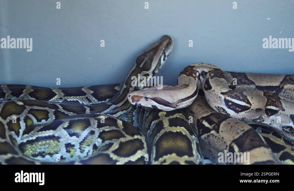 Snakes alive Stock Videos & Footage - HD and 4K Video Clips - Alamy