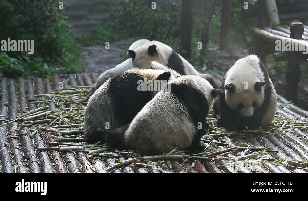 group of panda eating in the Chengdu Research Base of Giant Panda ...