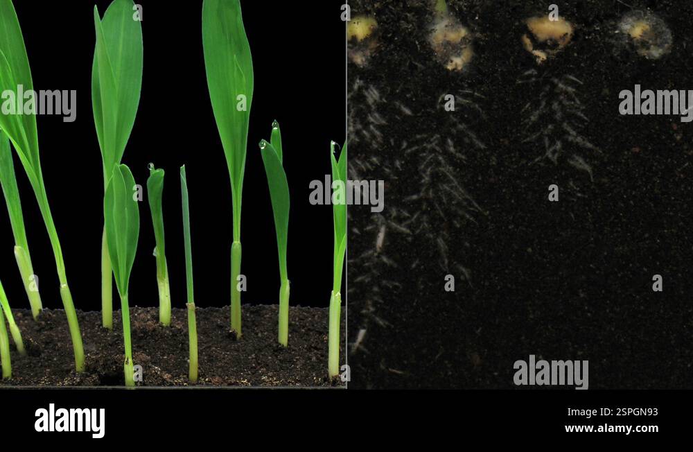 Time-lapse of growing maize vegetables in RGB + ALPHA matte format ...