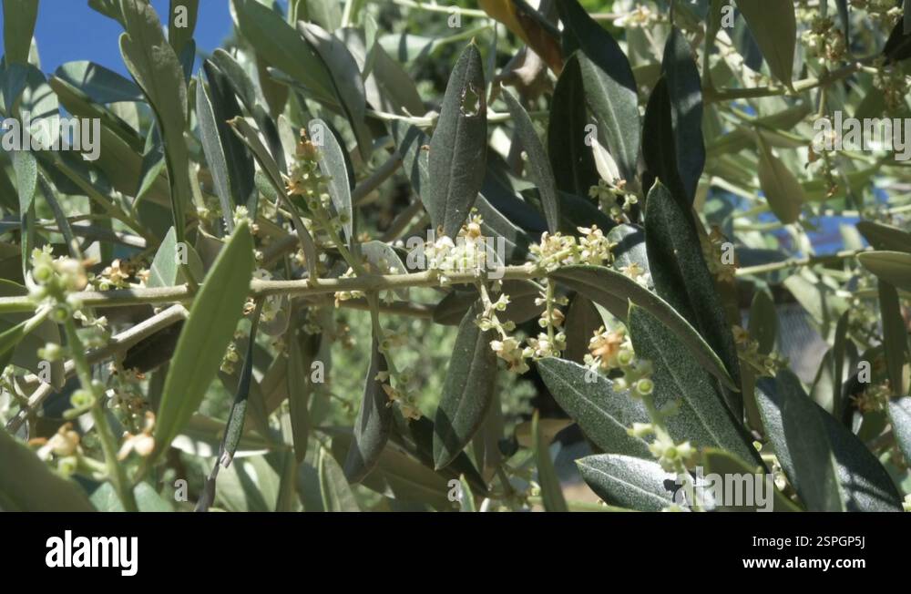 An olive tree filled with emerging flowers and buds in Italy Stock ...