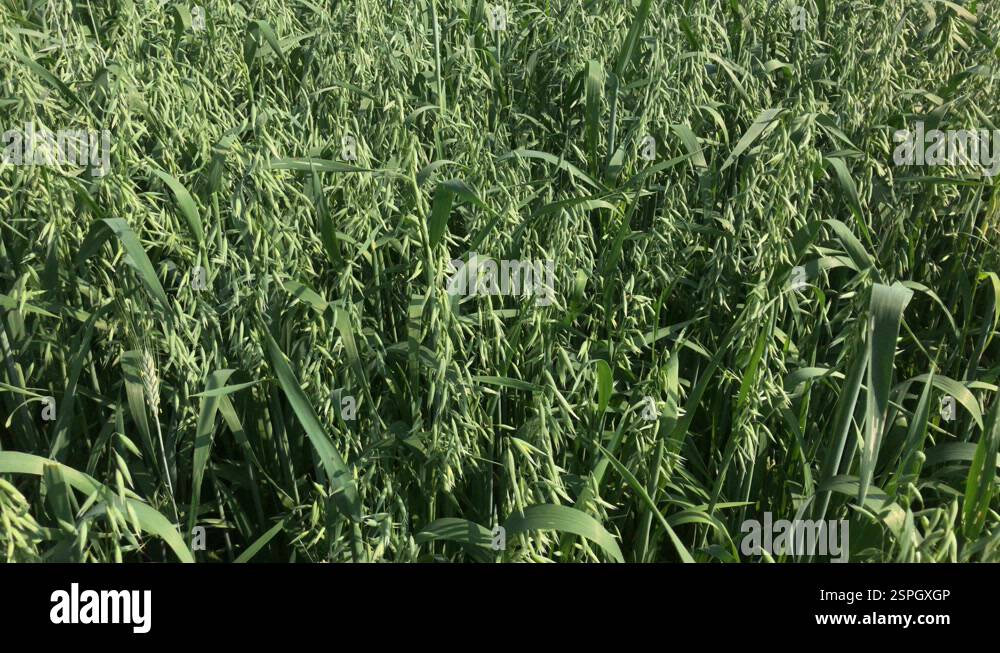 Common field plant Stock Videos & Footage - HD and 4K Video Clips - Alamy