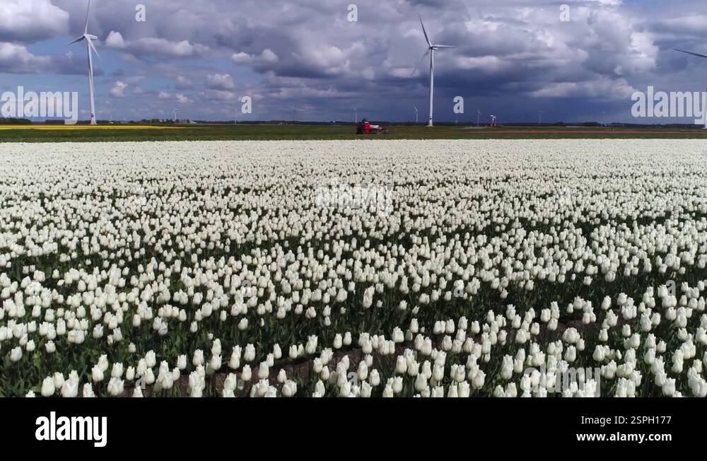 Low altitude aerial flying sideways over white tulip field showing wind ...