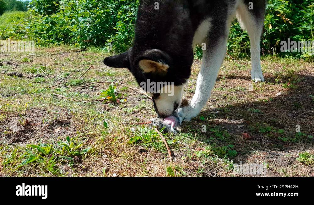 Dog kill prey Stock Videos & Footage - HD and 4K Video Clips - Alamy