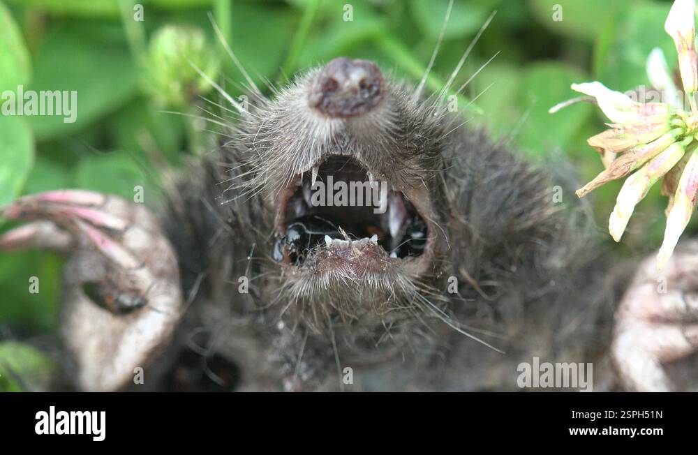 Macro 4k: Dead mole one who throws soil is eaten by Burying beetles ...