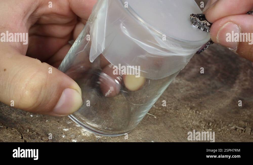 Collecting venom from a Lojan Lancehead (Bothrops lojanus Stock Video ...