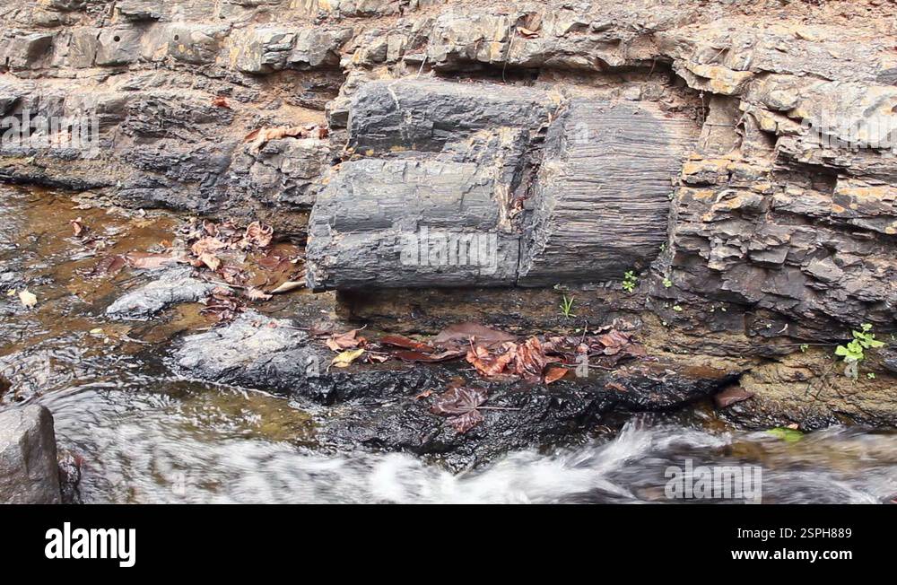 Petrified tree trunks weathering out of rock strata in a stream bed ...