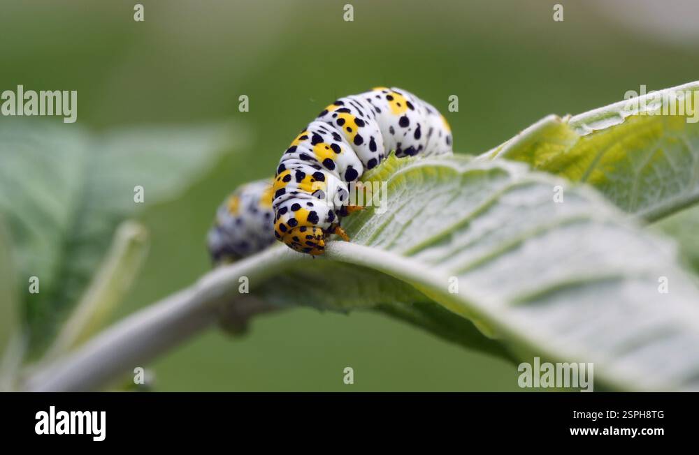 Mullein moth caterpillar (Cucullia verbasci) on a buddleia plant Stock ...