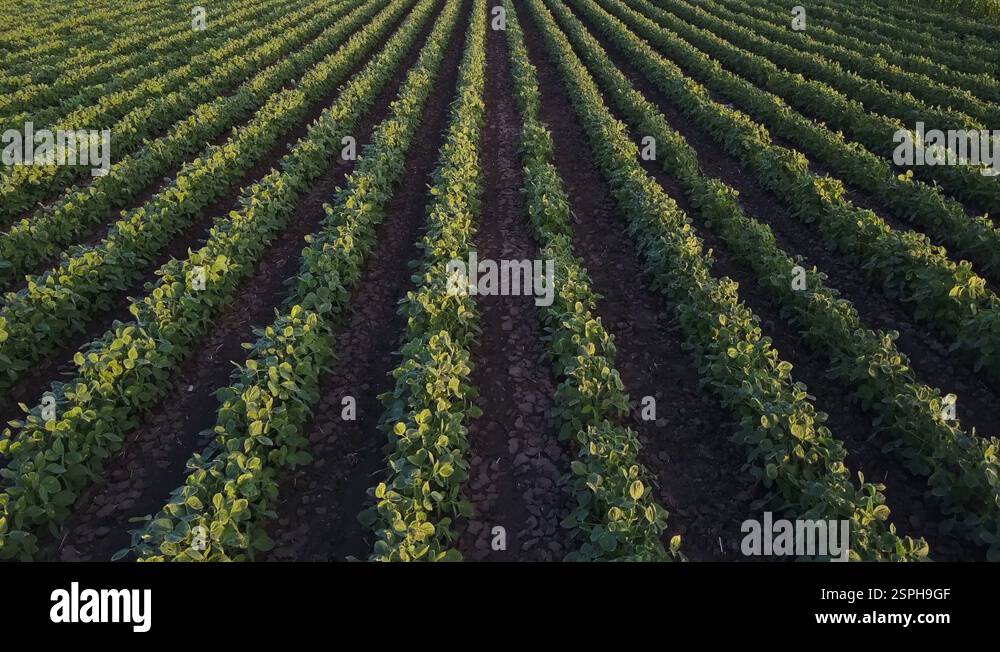 Drone footage of cultivated soybean field Stock Video Footage - Alamy