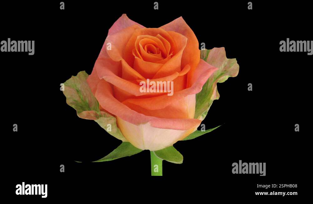 Time-lapse of opening Colandro rose in RGB + ALPHA matte format Stock ...