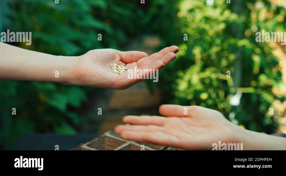 Close up shot of mother hand giving the child seeds. Connecting people ...