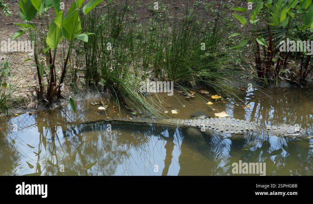 Alligator floating underwater Stock Video Footage - Alamy