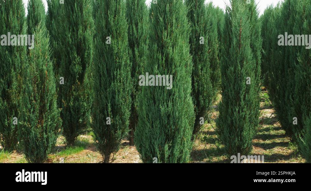Closeup white cedar field in wind. Thuja occidentalis evergreen. 4k ...