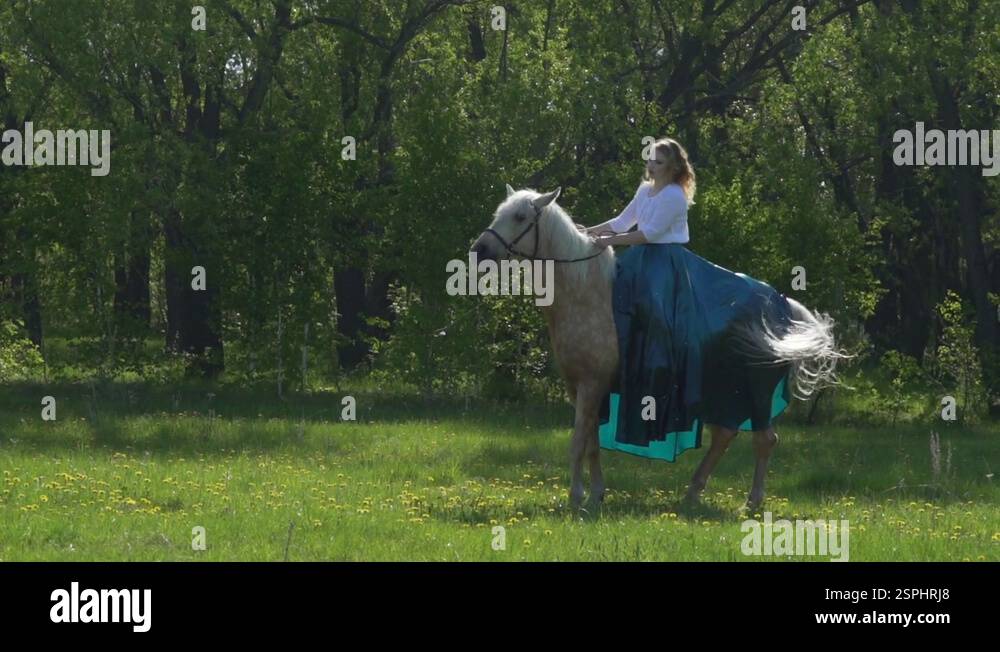White stallion in the saddle and bridle standing on hind legs in the ...